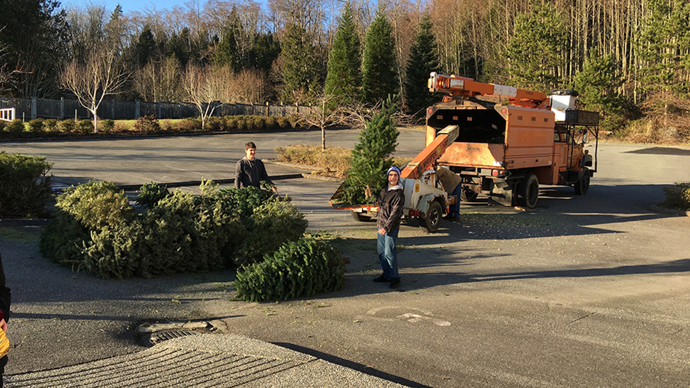 Tree Chipping – 107.7 Pulse FM Radio